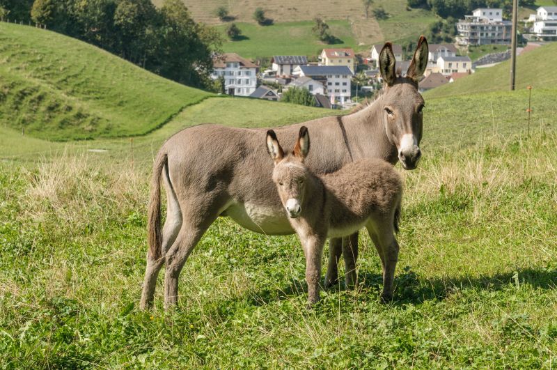 S Hergiswiler Läbe - Das Titelbild des Monats September 2019